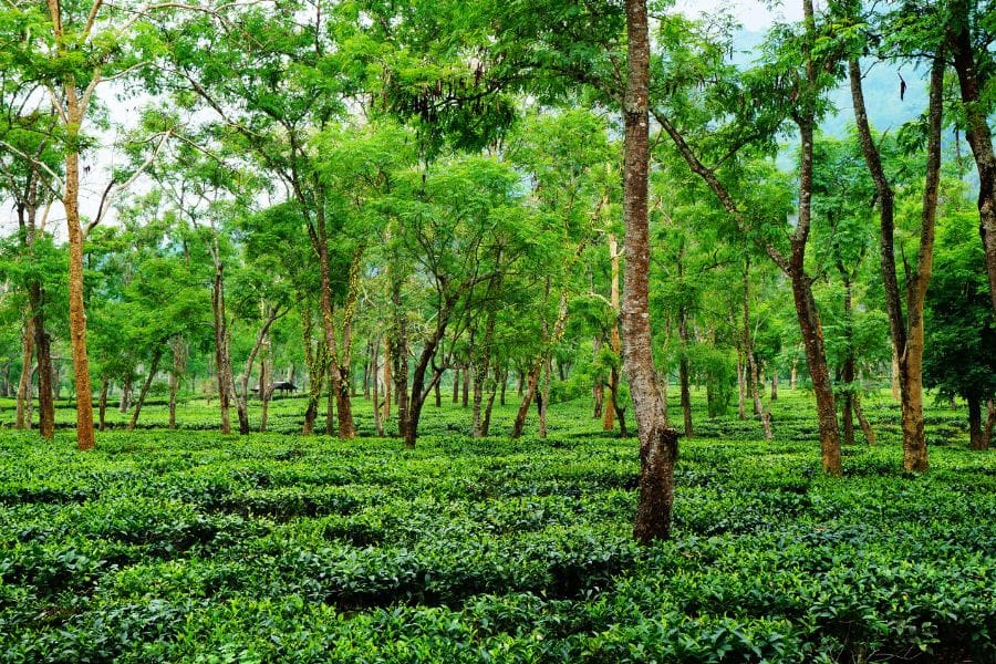 Places To Travel In Assam - Assam tourist attractions, Best time